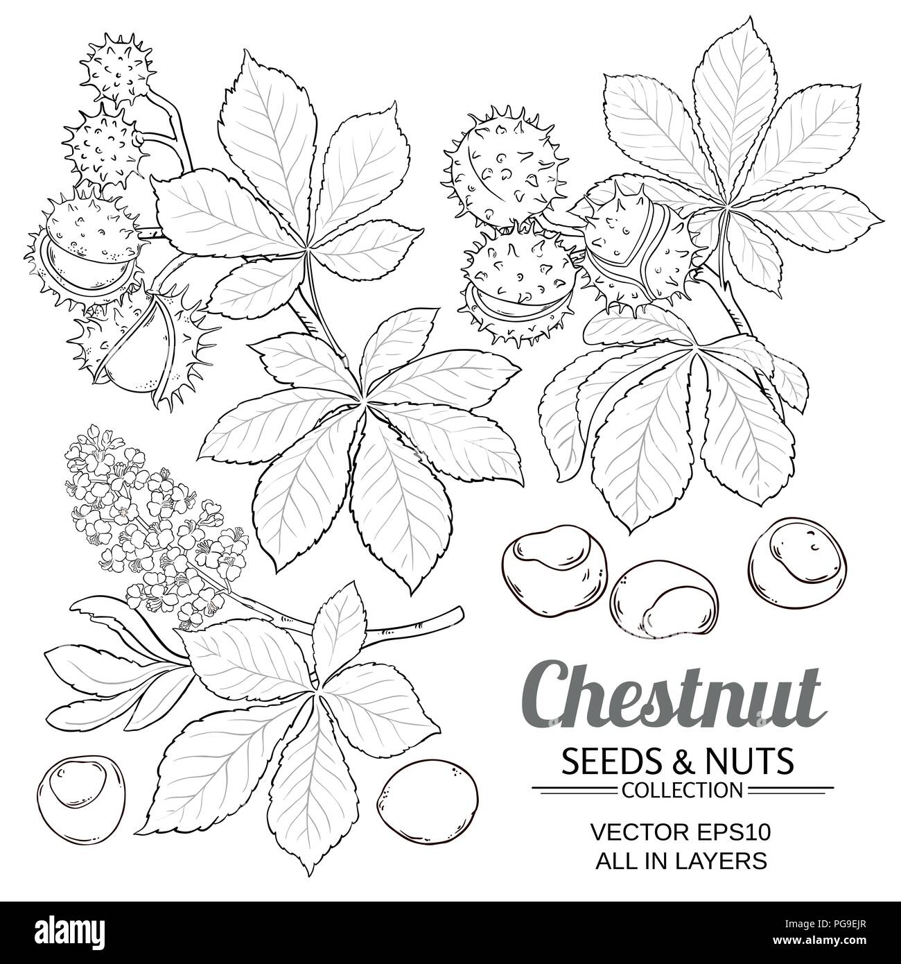 Chestnut Branches Vector Isolated On White Background Stock Vector Image And Art Alamy