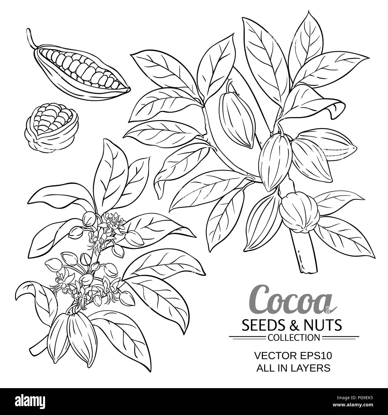 Cacao tree botanical drawing hi-res stock photography and images - Alamy