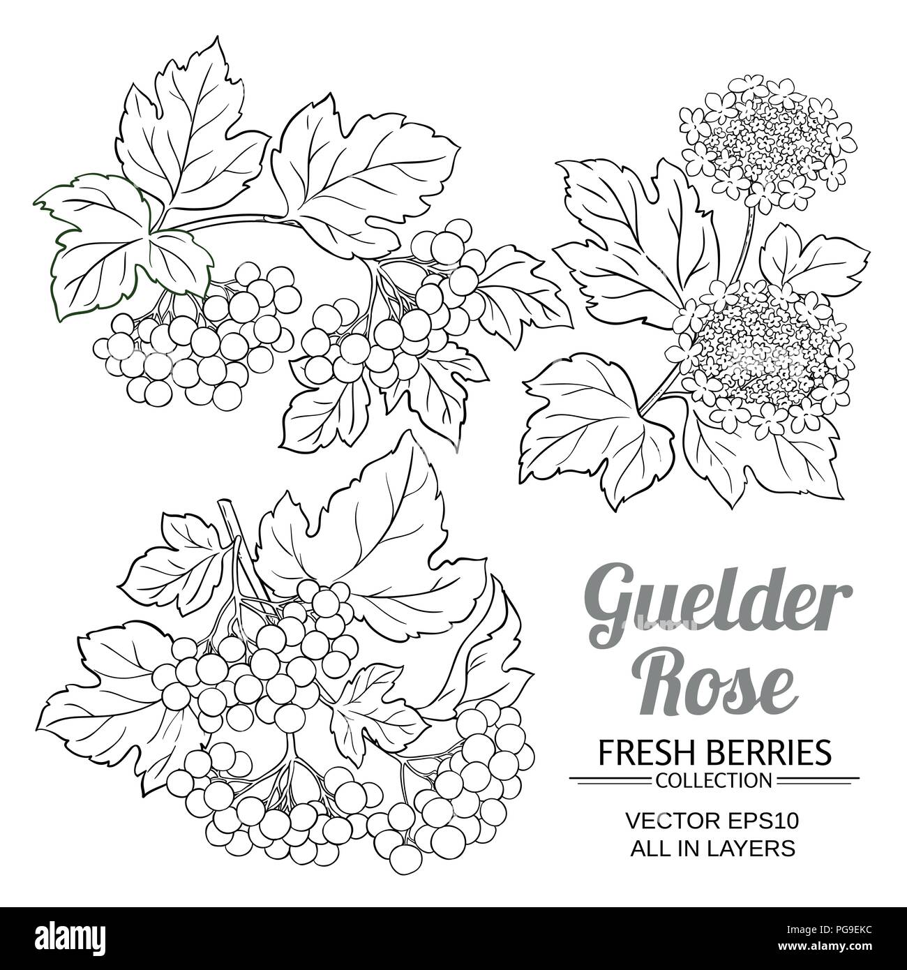 Guelder rose drawing hi-res stock photography and images - Alamy