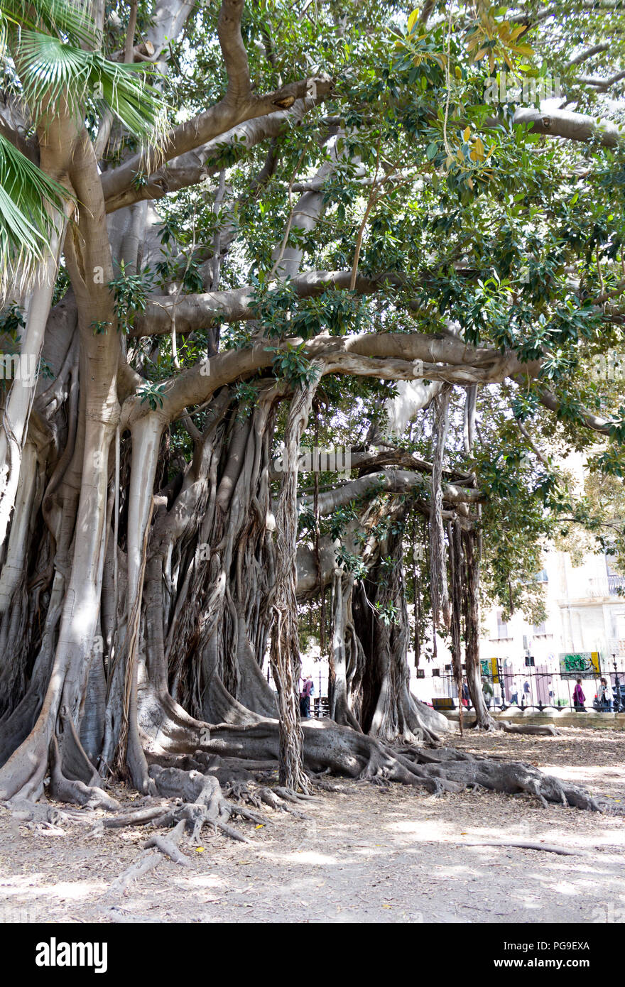 The centenary ficus of the city. Palermo, Sicily. Italy Stock Photo - Alamy