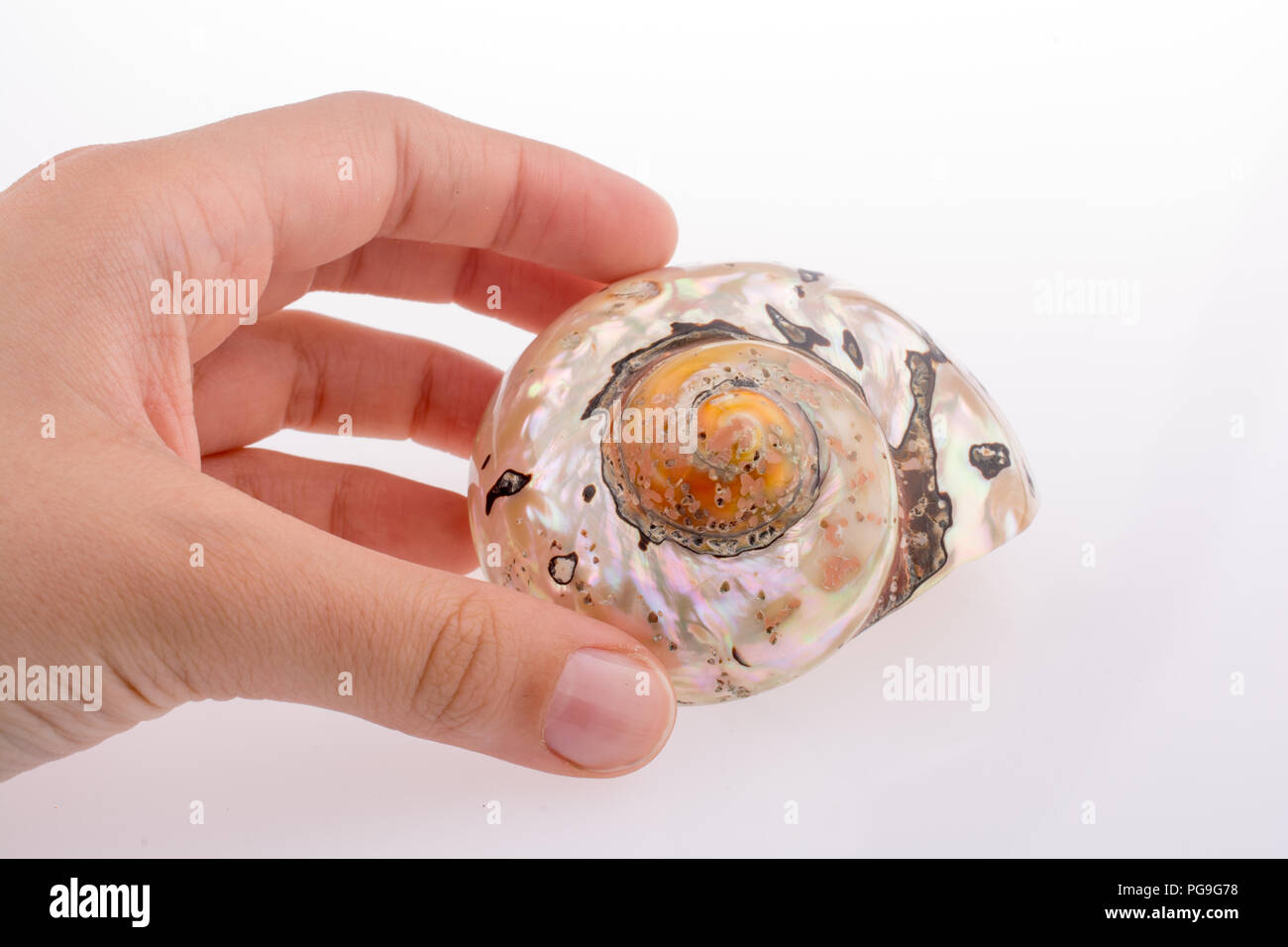 Hand holding Beautiful sea shell on a white background Stock Photo - Alamy