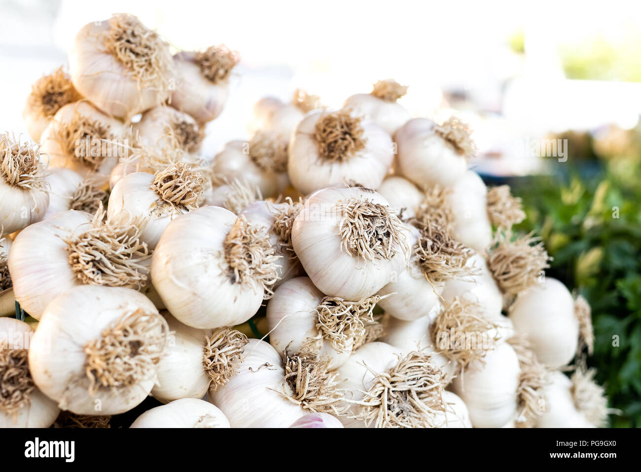 White garlic pile texture hi-res stock photography and images - Alamy