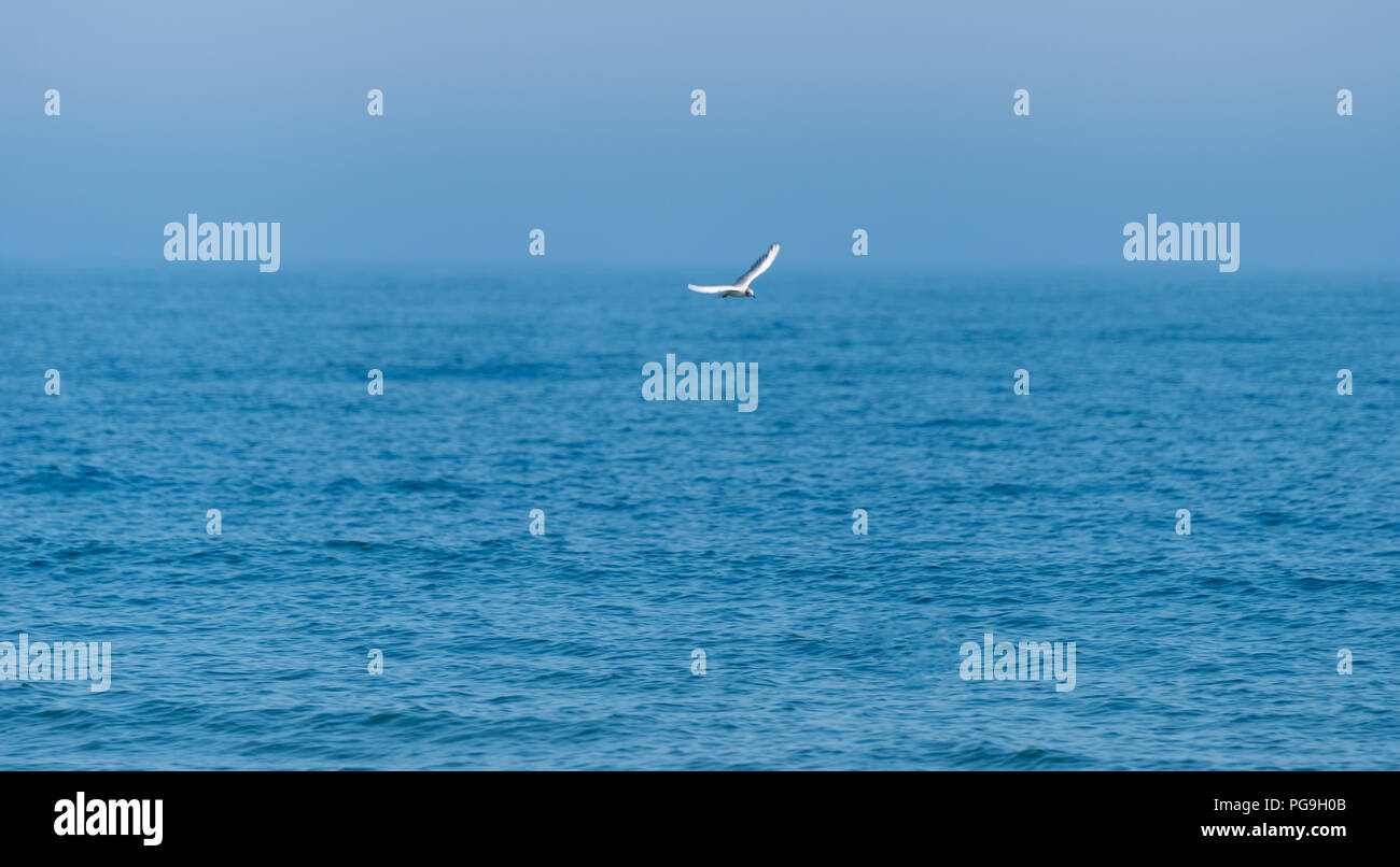 A landscape of a beautiful, blue and calm sea with a flying lonely ...