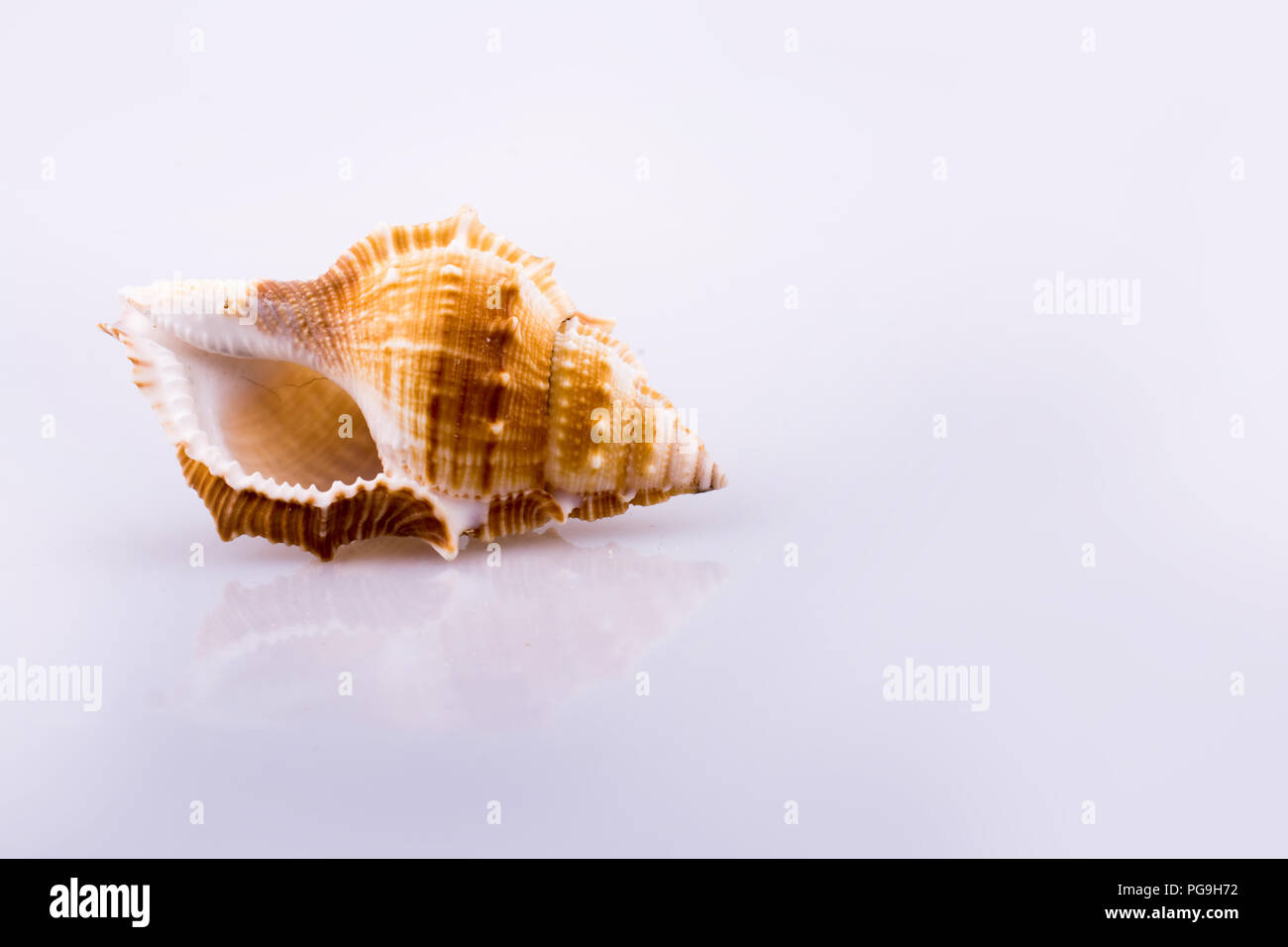 Beautiful sea shell on a white background Stock Photo - Alamy