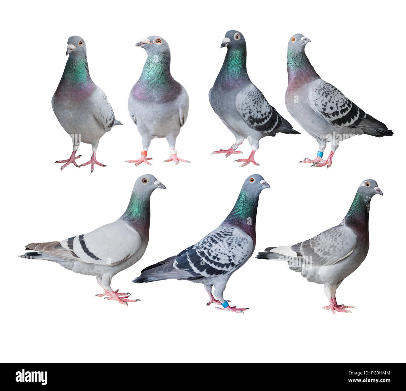 mixed of speed racing pigeon bird isolated white background Stock Photo ...