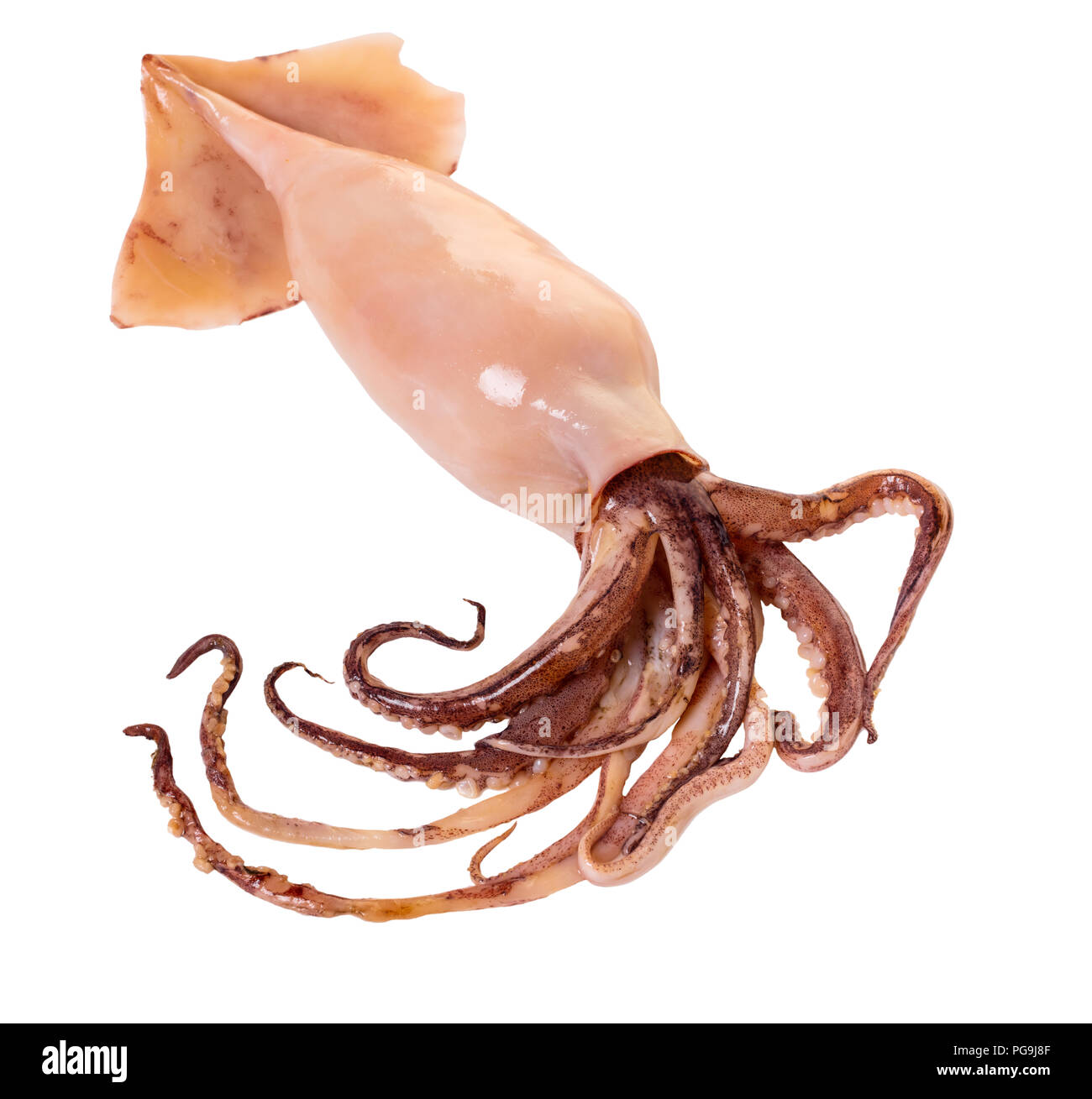 raw squid close-up on white isolated background Stock Photo - Alamy