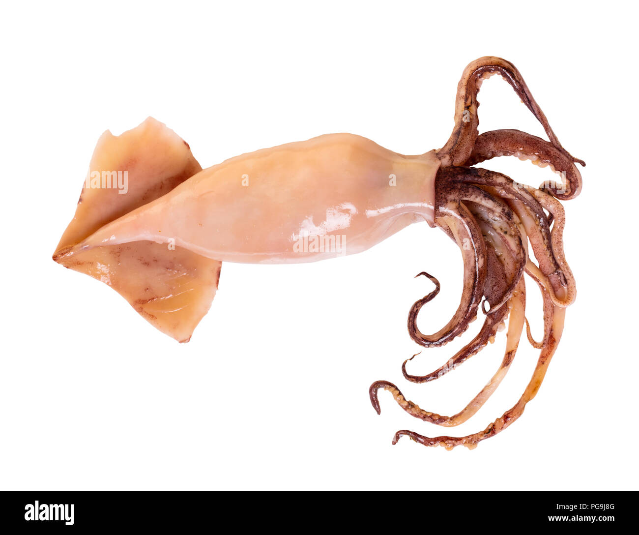 raw squid close-up on white isolated background Stock Photo - Alamy