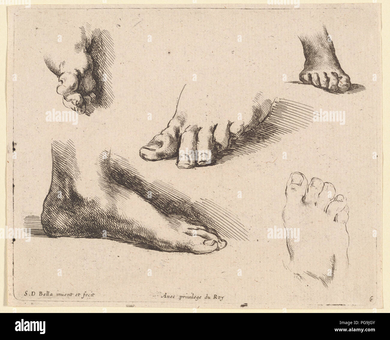 Muscular studies hi-res stock photography and images - Alamy