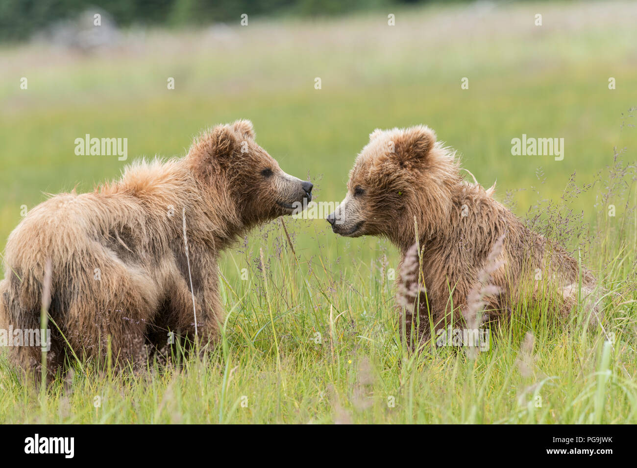 Alaskan coastal brown bear, Lake Clark National Park Stock Photo - Alamy