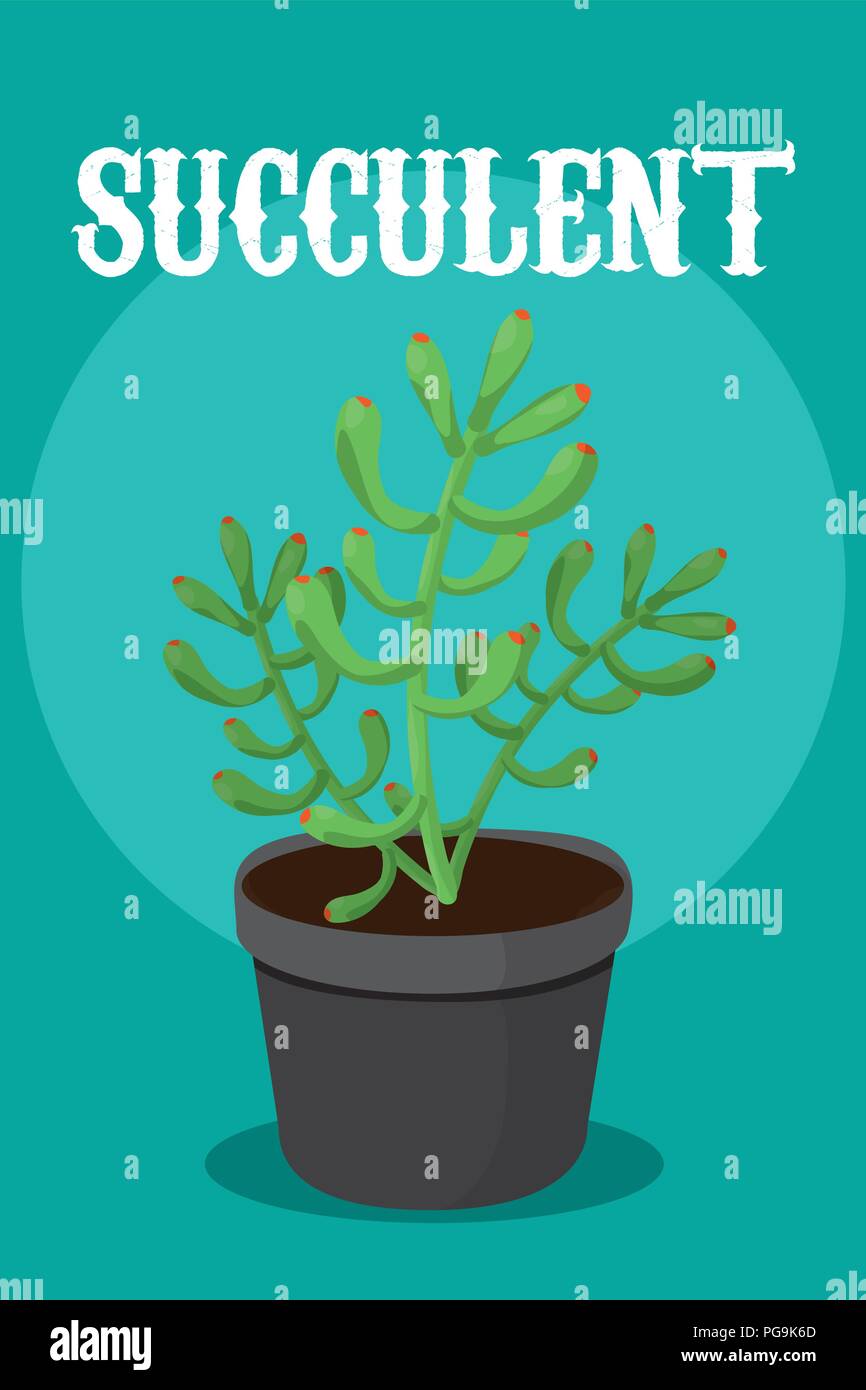 Succulent plant cartoon Stock Vector Image & Art - Alamy