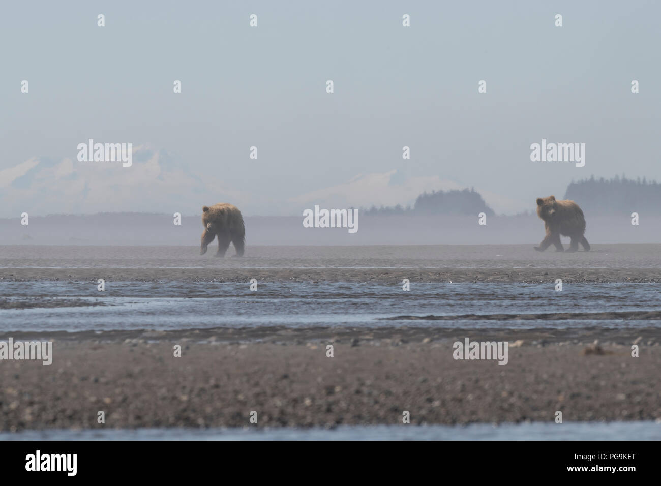 Alaskan brown bear cubs cub fish fishing hi-res stock photography and ...
