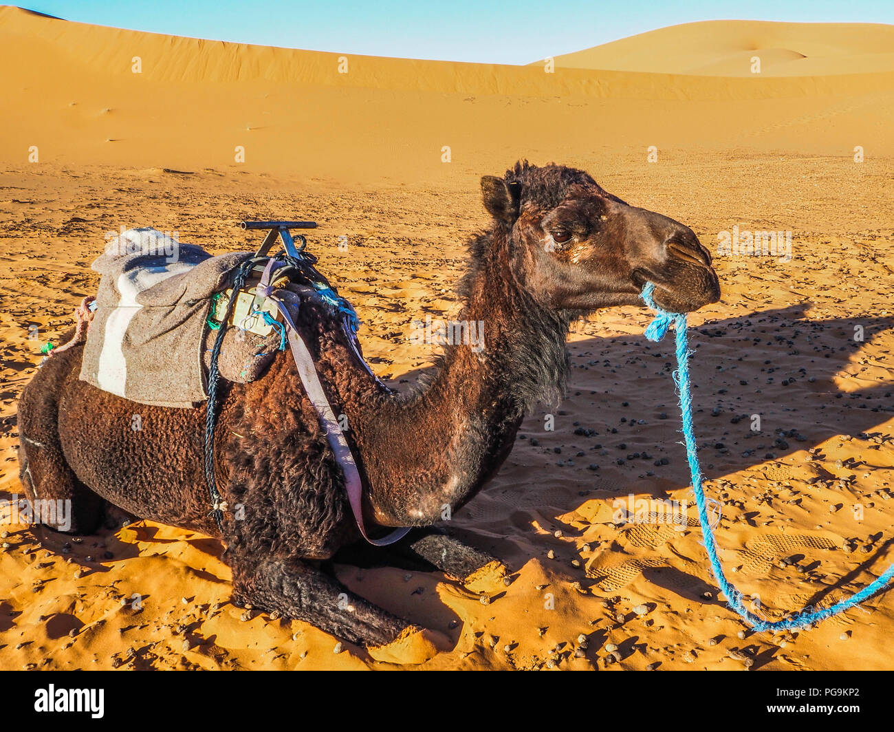 Camel in the Sahara Desert, Morocco Stock Photo - Alamy