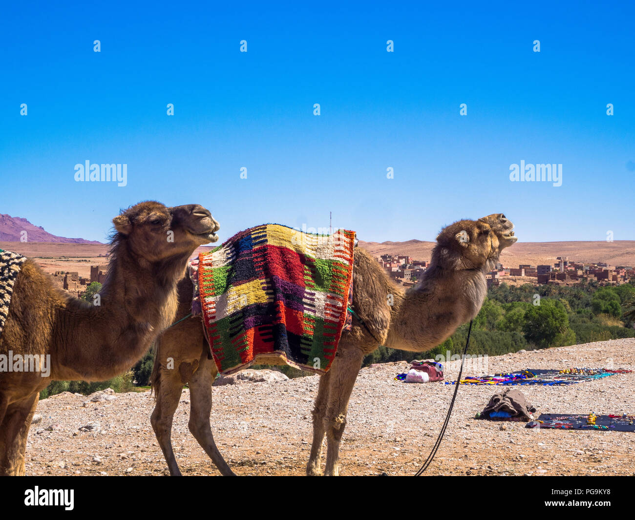 Camels in moroccan sahara hi-res stock photography and images - Alamy