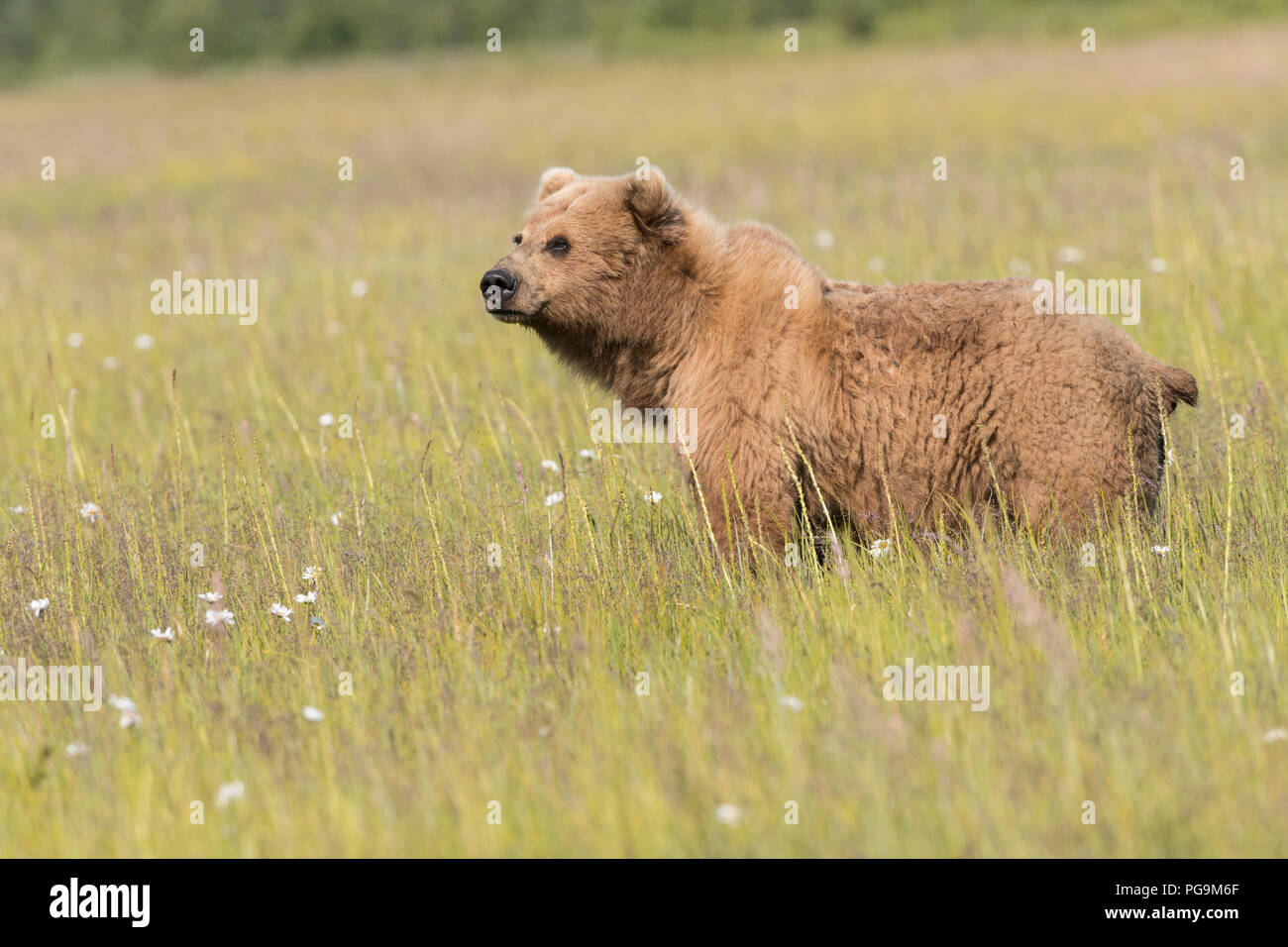Alaskan coastal brown bear, Lake Clark National Park Stock Photo - Alamy