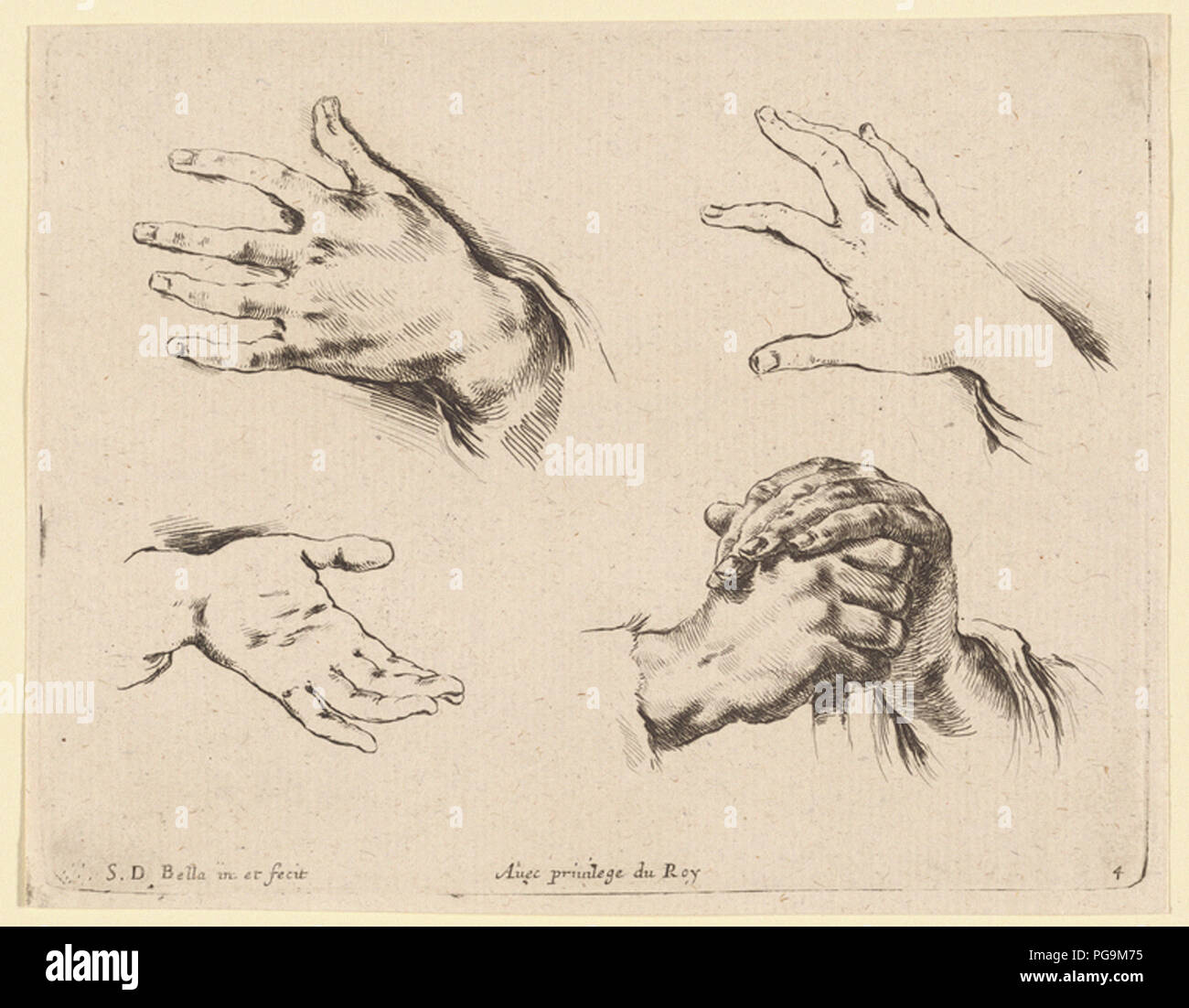 Human body muscles pencil drawing hi-res stock photography and images ...