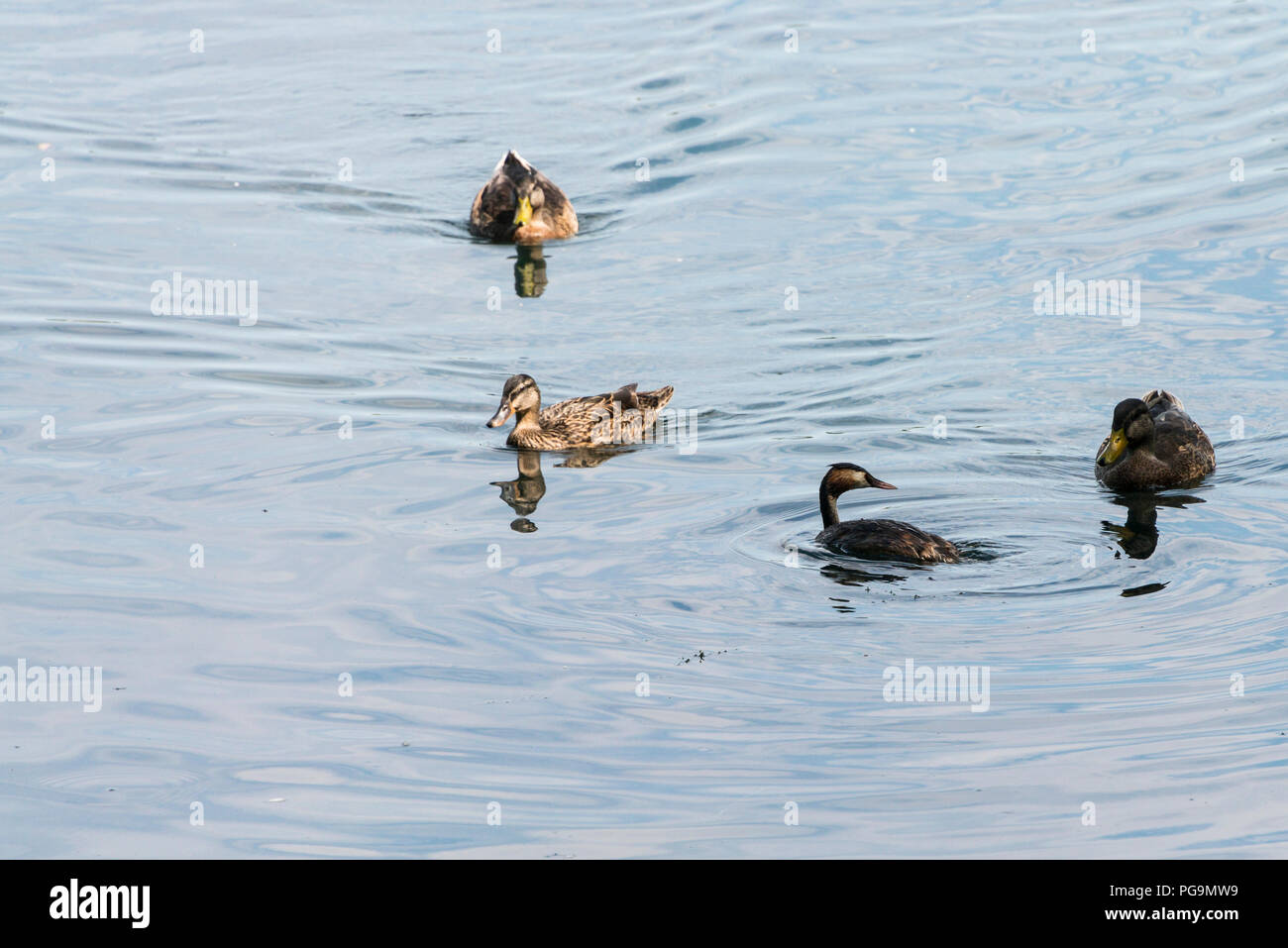 Willen lake ducks hi-res stock photography and images - Alamy