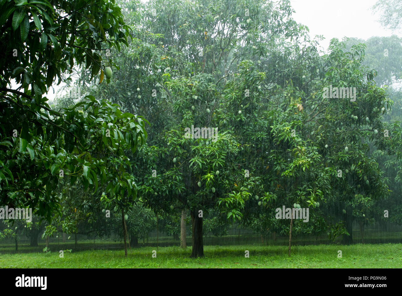 Bangladeshi mango tree hi-res stock photography and images - Alamy