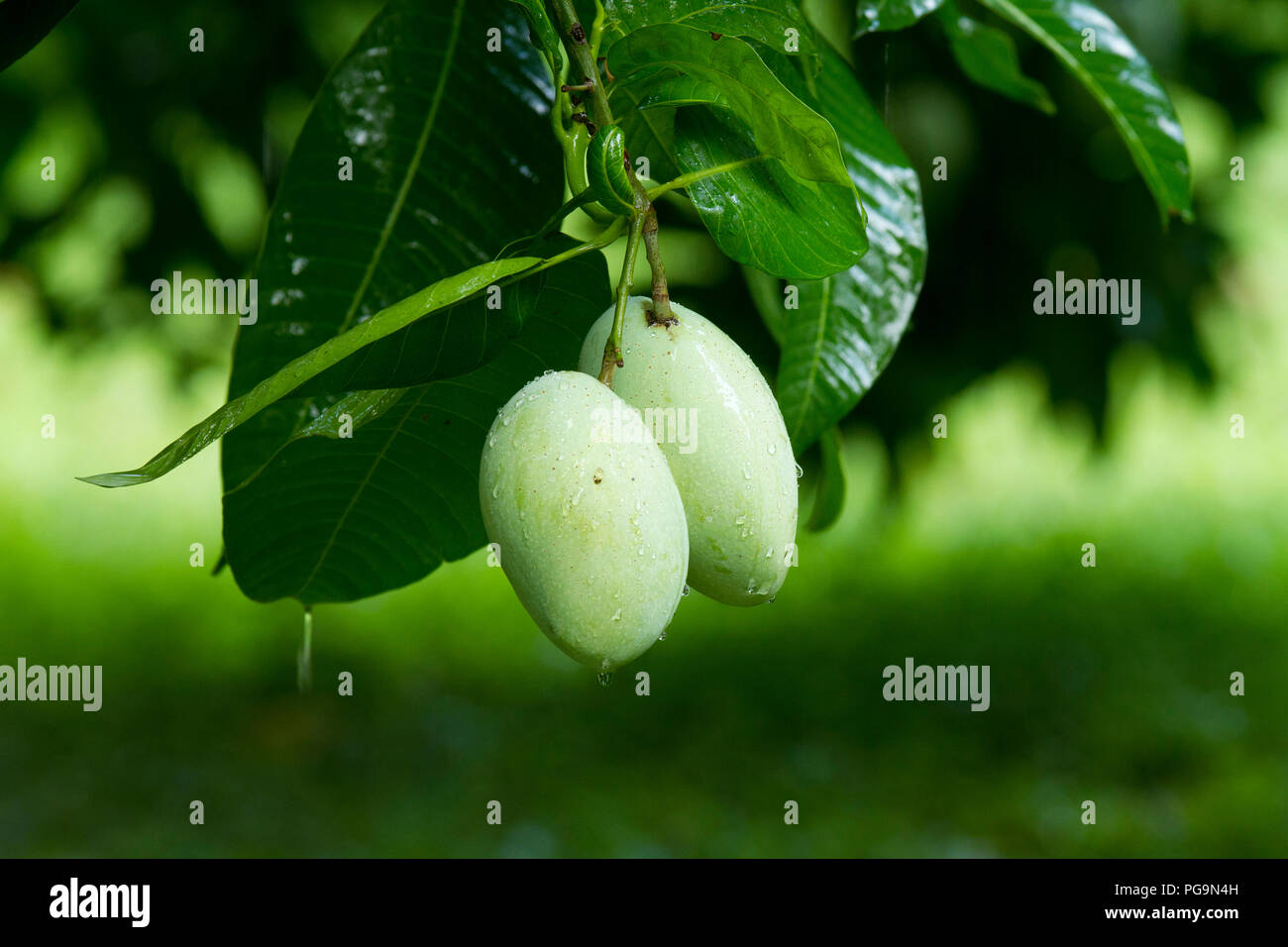 Bangladeshi mango tree hi-res stock photography and images - Alamy