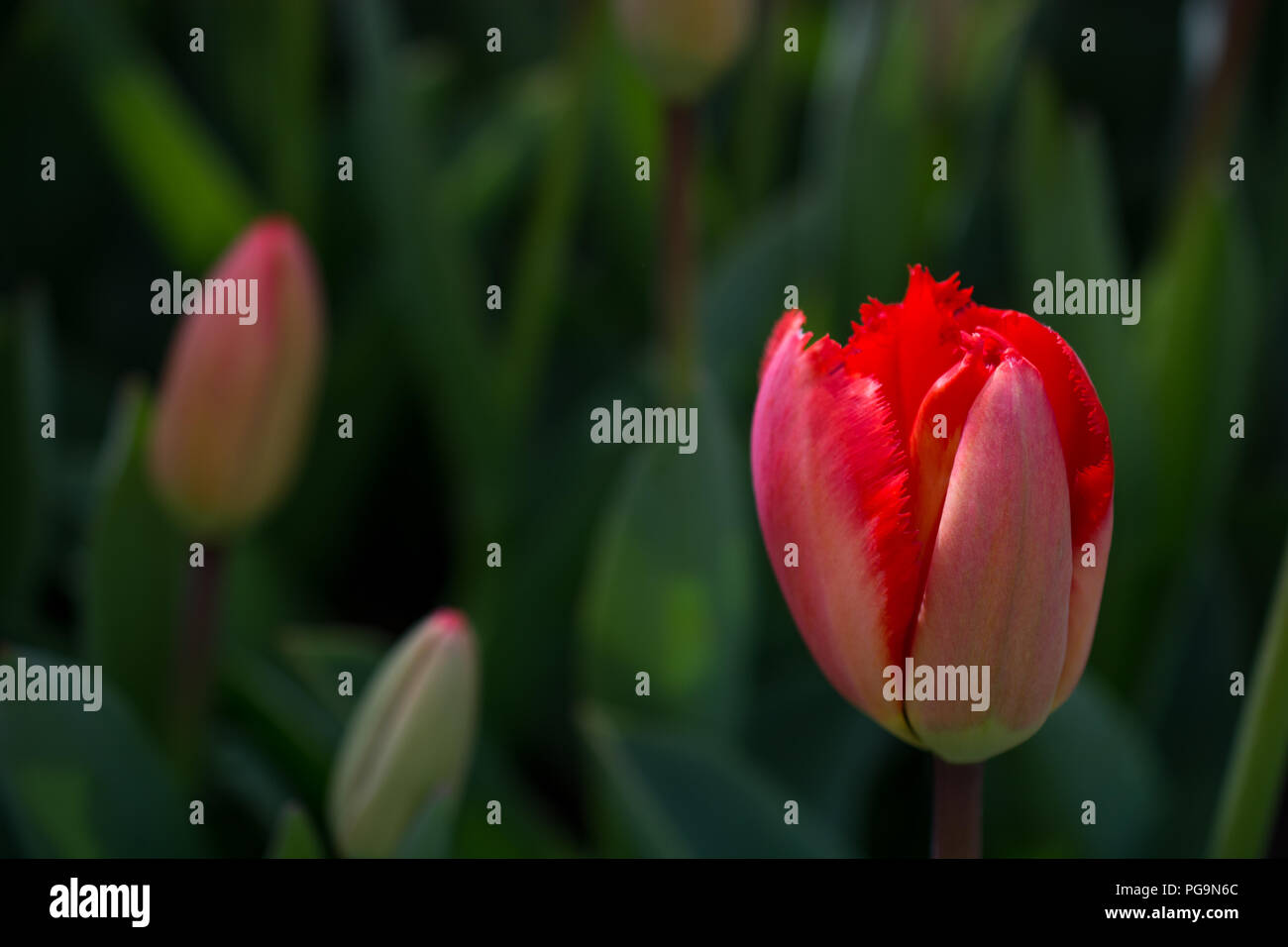 Fresh tulip of red color in nature in spring time Stock Photo - Alamy