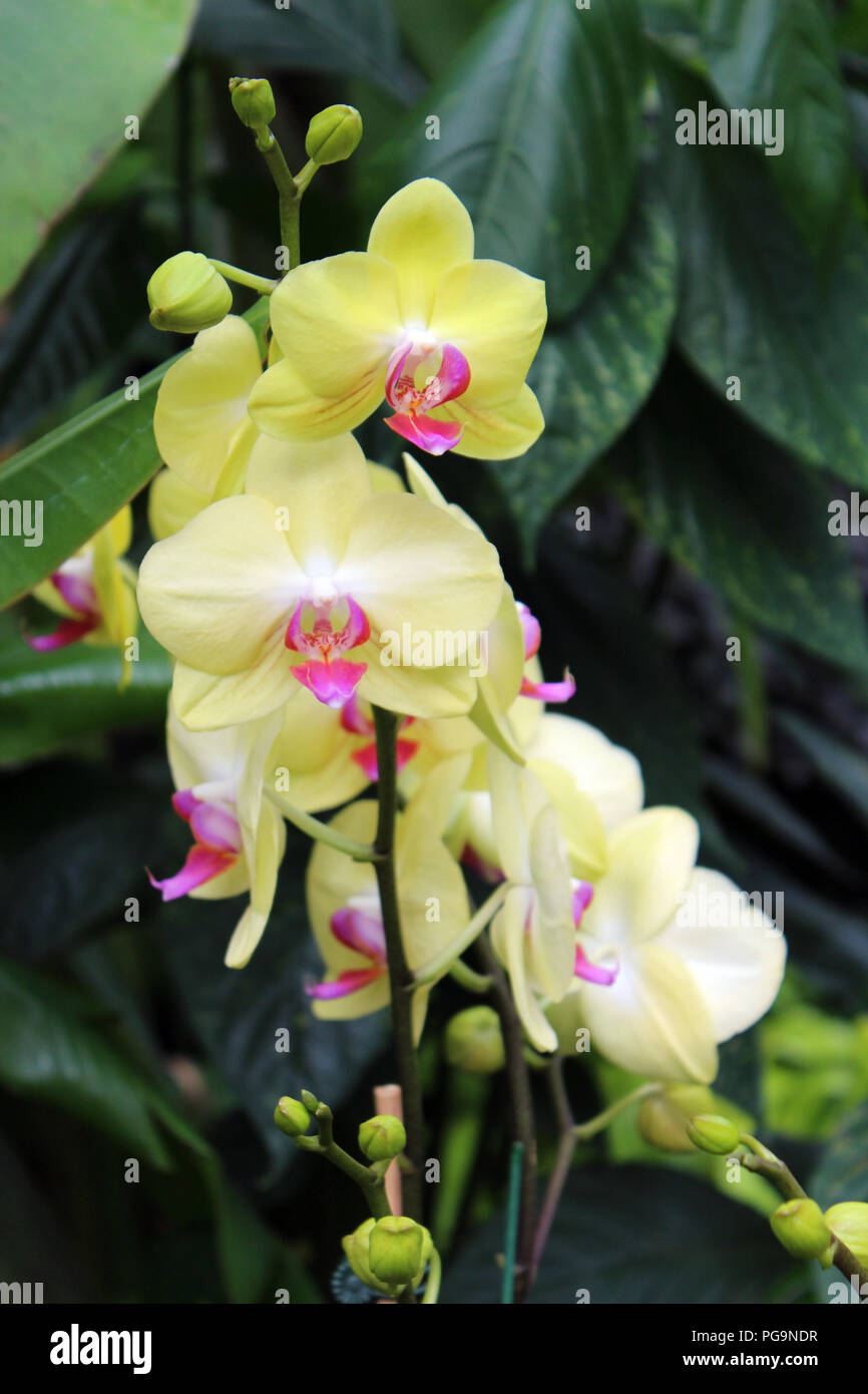 Cluster Of Pink Orchids High Resolution Stock Photography and Images ...