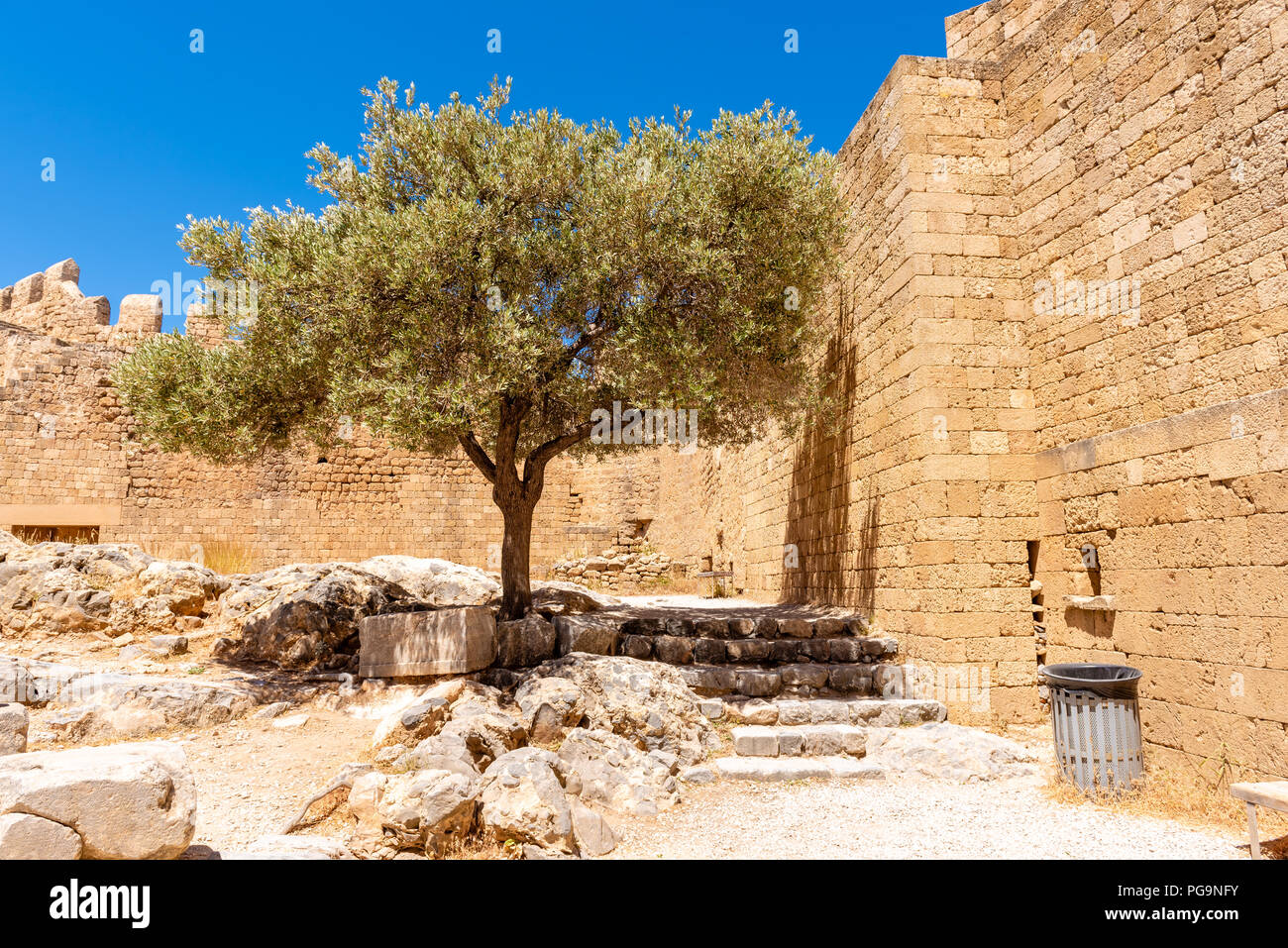 RHODES, GREECE - May 14, 2018: Olive tree in ancient Acropolis in ...