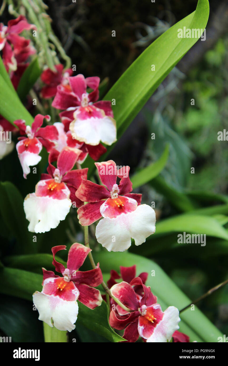 Blooming orchids in bangkok hi-res stock photography and images - Alamy