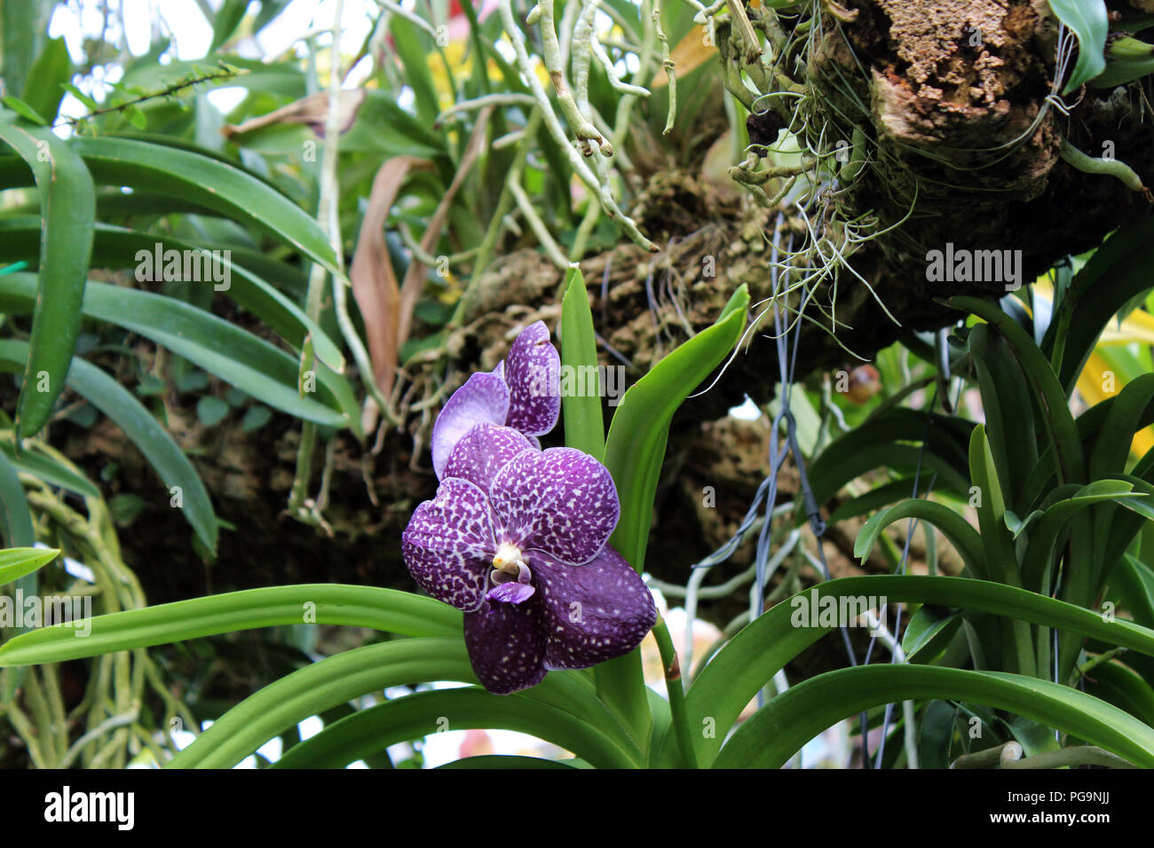 A purple and white Vanda orchid in full bloom with a tree branch, roots ...
