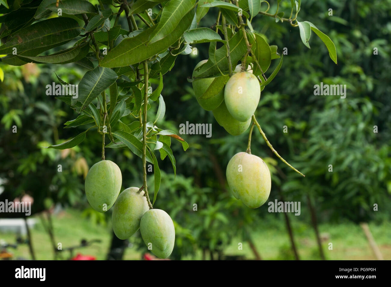Bangladeshi mango tree hi-res stock photography and images - Alamy