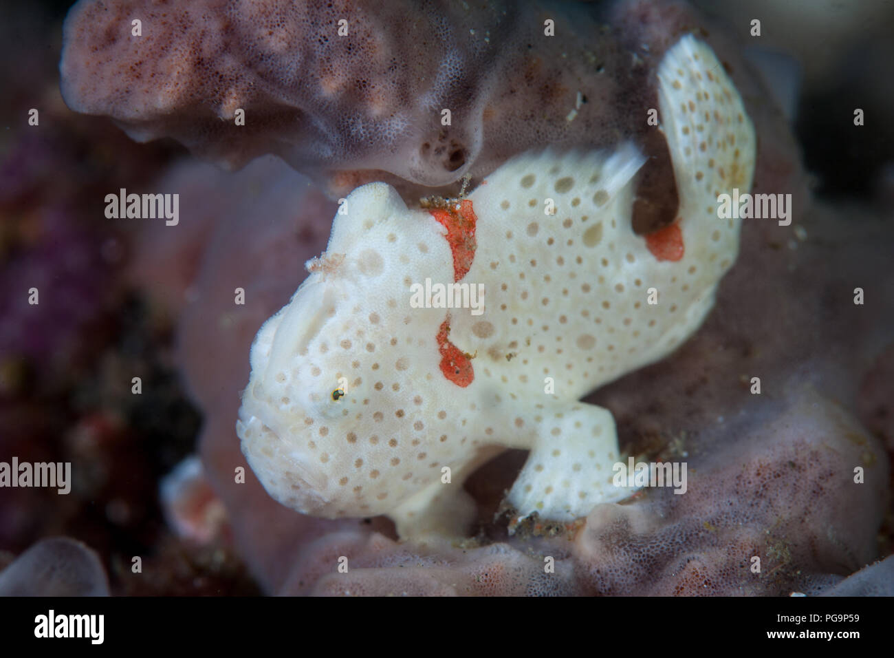 Ambush camouflage hi-res stock photography and images - Alamy