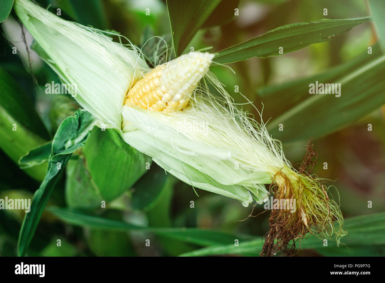 open cob of corn in the field close up Stock Photo - Alamy