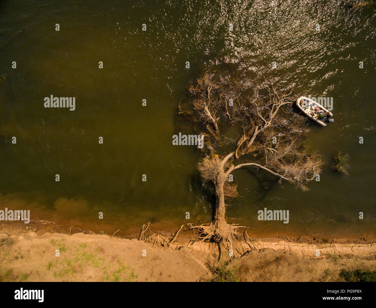 A fallen down tree seen on the Zambezi river in Zimbabwe Stock Photo ...