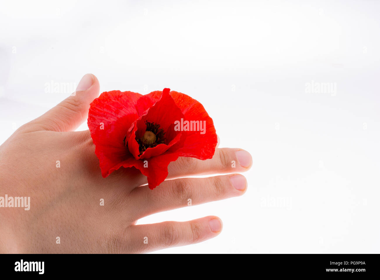 Hand holding a Red Poppy on a white background Stock Photo - Alamy