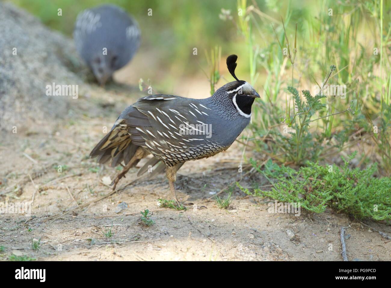 Male California Quail (Callipepla californica) stretching in dust bath ...