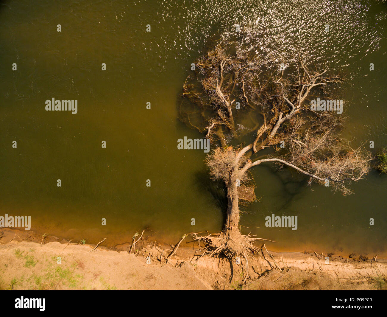 A fallen down tree seen on the Zambezi river in Zimbabwe Stock Photo ...