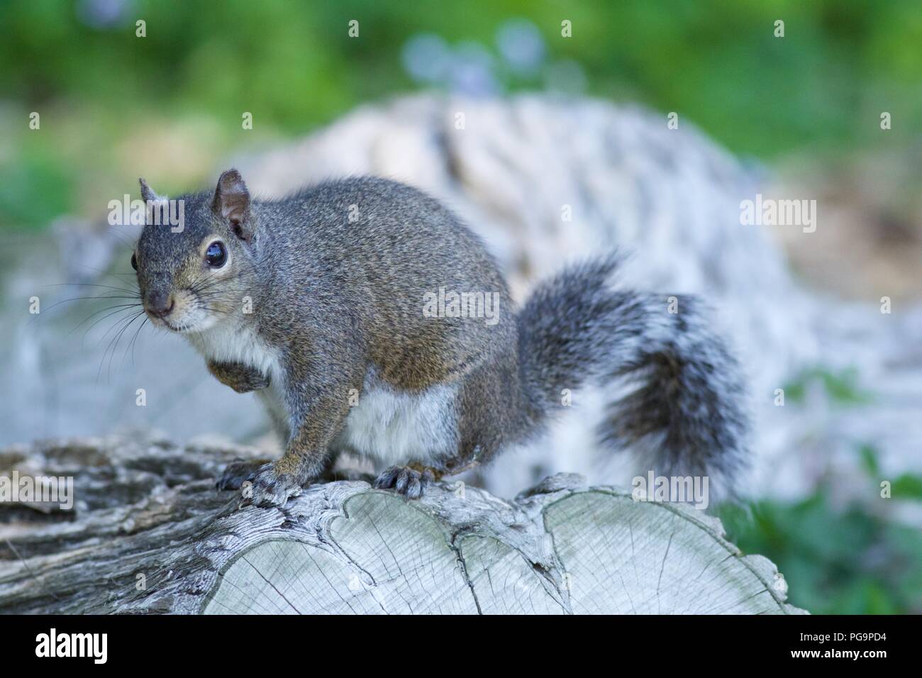 Western Gray Squirrel (Sciurus griseus) on fallen tree trunk, San Francisco Botanical Gardens ...
