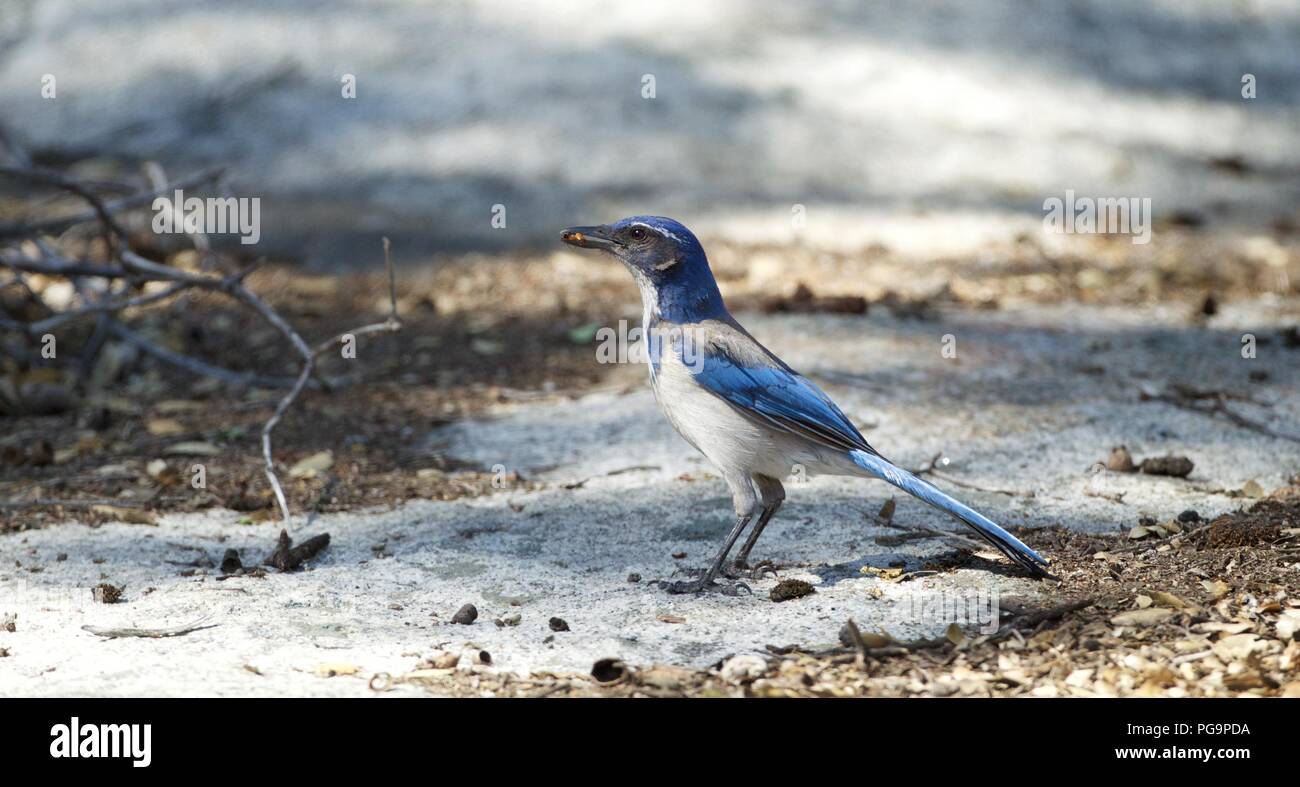 Western Scrub-Jay (Aphelocoma californica) with large insect, Bass Lake ...
