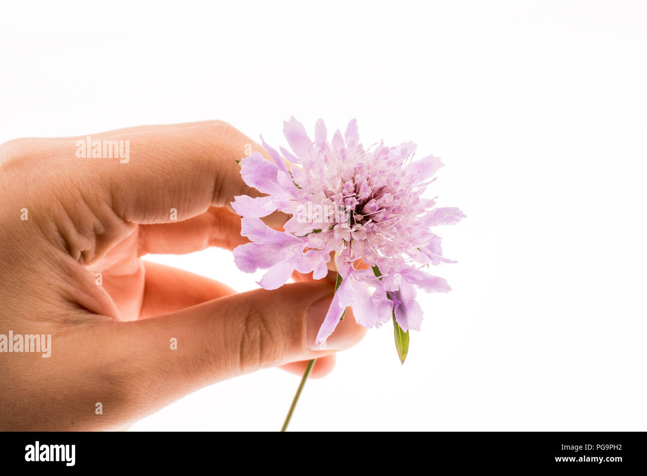 Hand holding A Purple Flower on a white background Stock Photo - Alamy