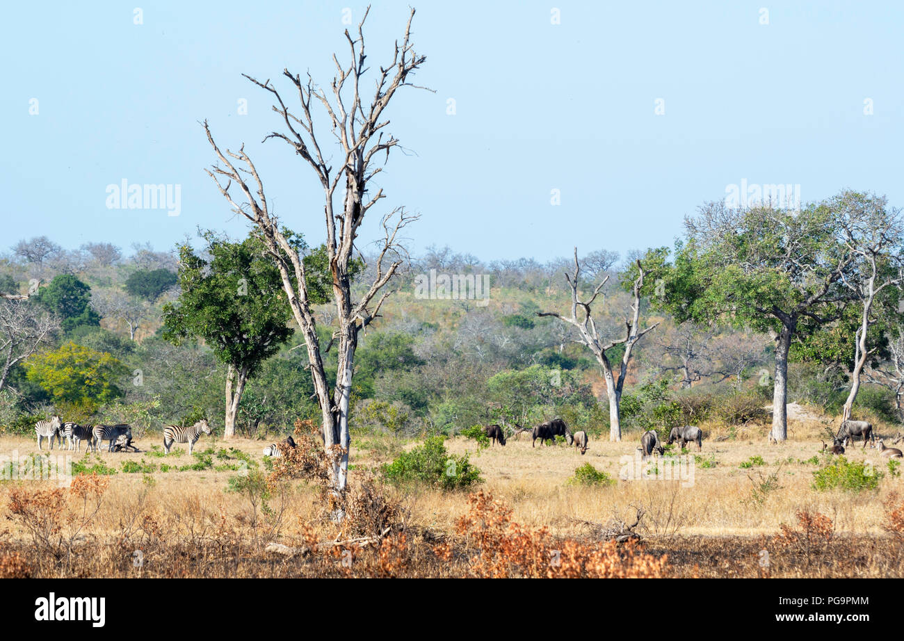 South african landscapes hi-res stock photography and images - Alamy