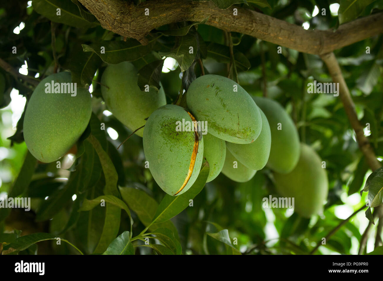 Bangladeshi Mango Tree High Resolution Stock Photography and Images - Alamy