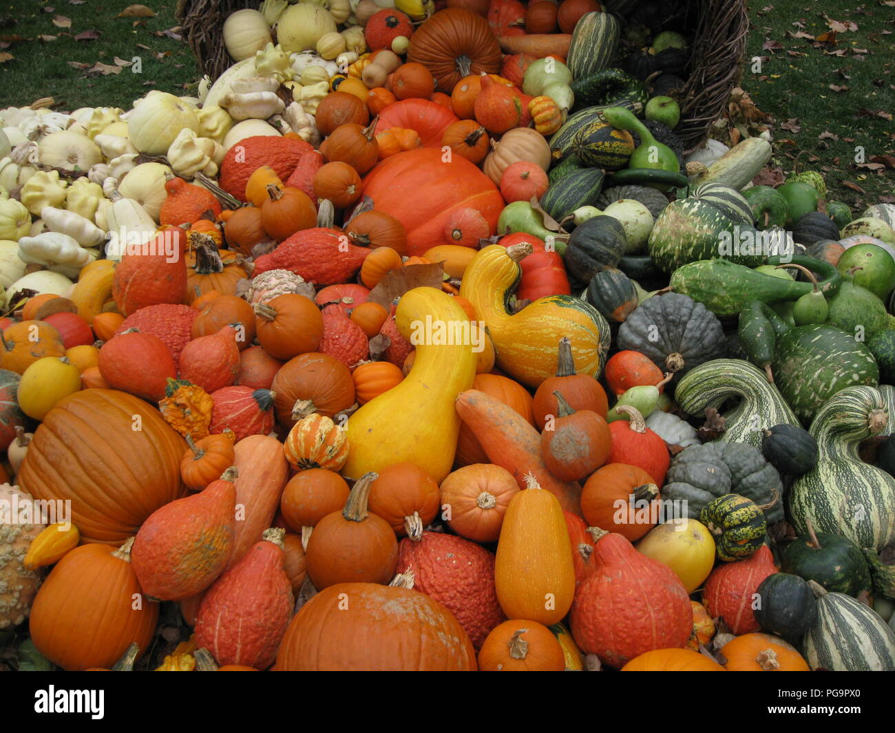 Halloween fall display gourds hi-res stock photography and images - Alamy