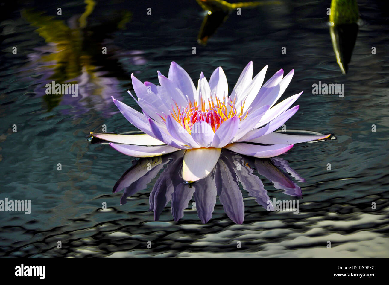 Pink Water Lily Reflection Stock Photo - Alamy