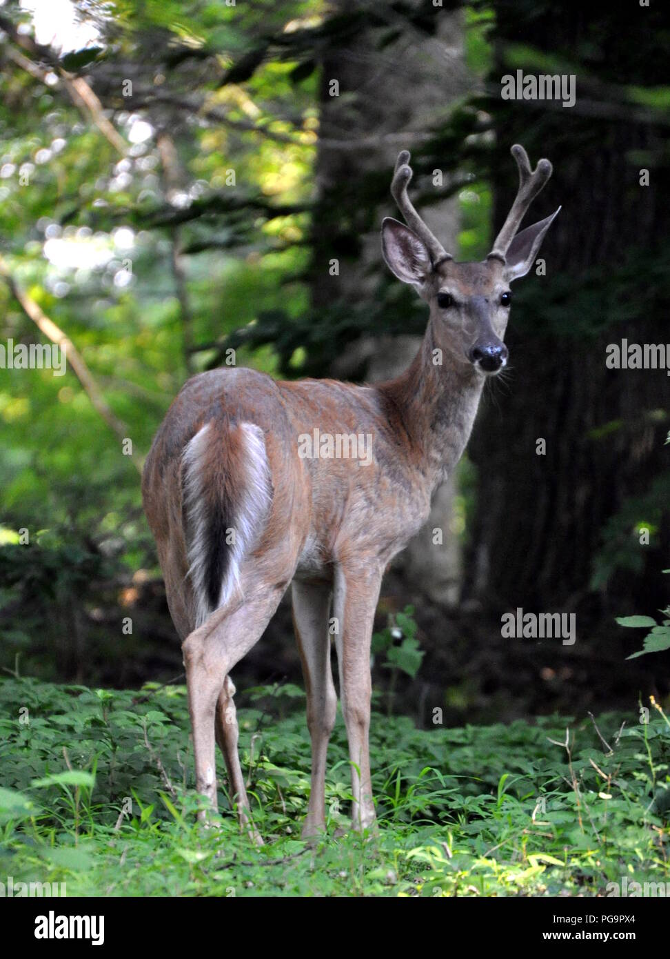 Young buck deer hi-res stock photography and images - Alamy