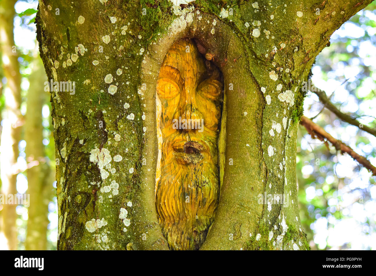 Green man tree carving hi-res stock photography and images - Alamy