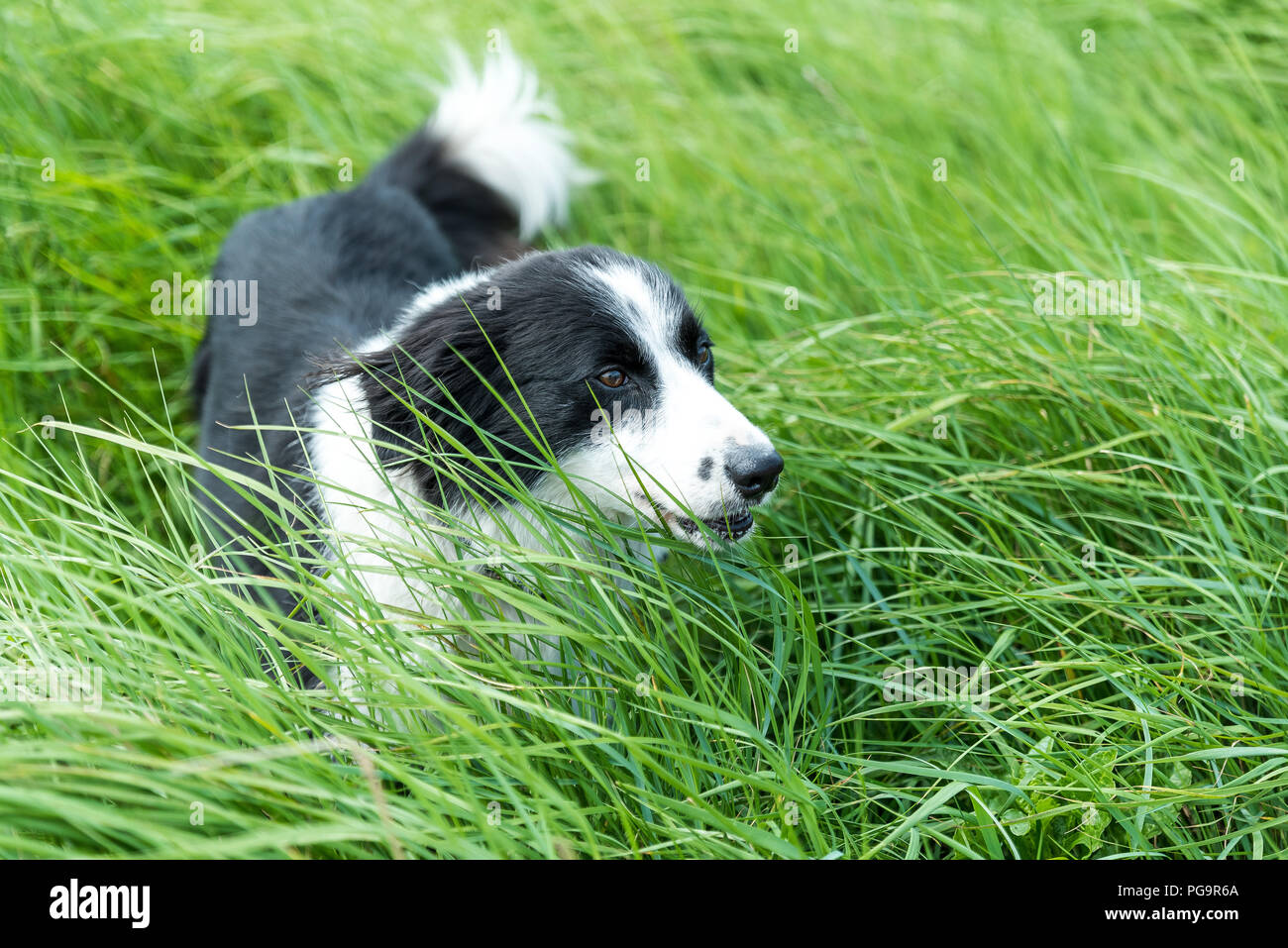 Border Collie pet playing in grass Stock Photo - Alamy
