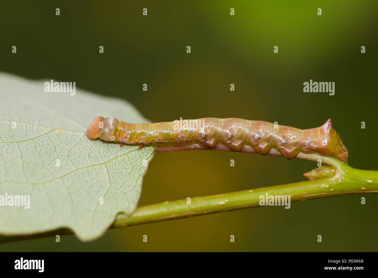 Swallow prominent moth larvae Stock Photo - Alamy