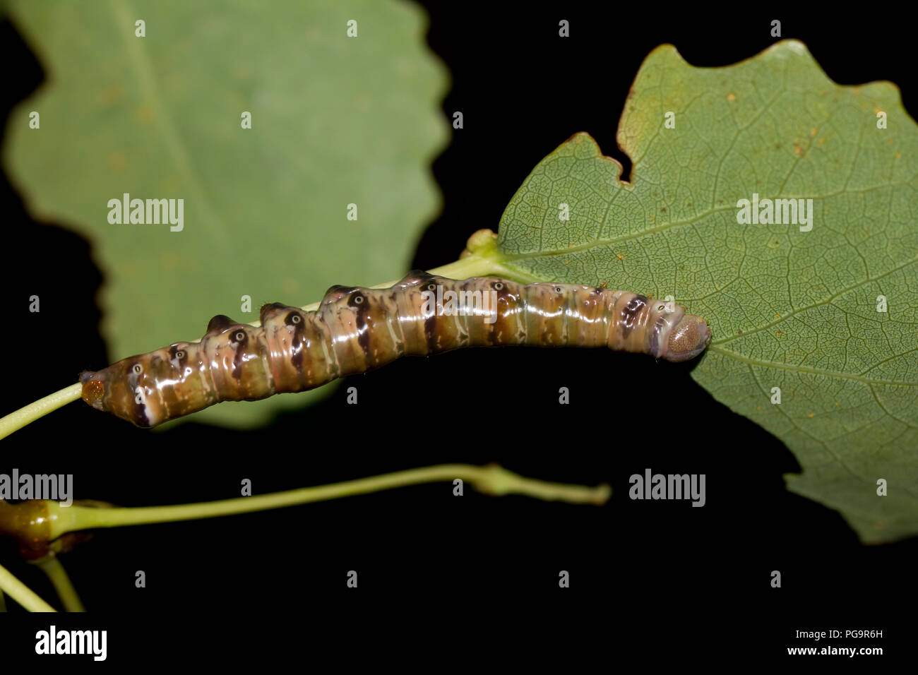 Swallow prominent moth larvae Stock Photo - Alamy