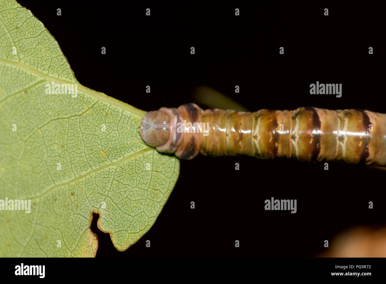 Swallow prominent moth larvae Stock Photo - Alamy