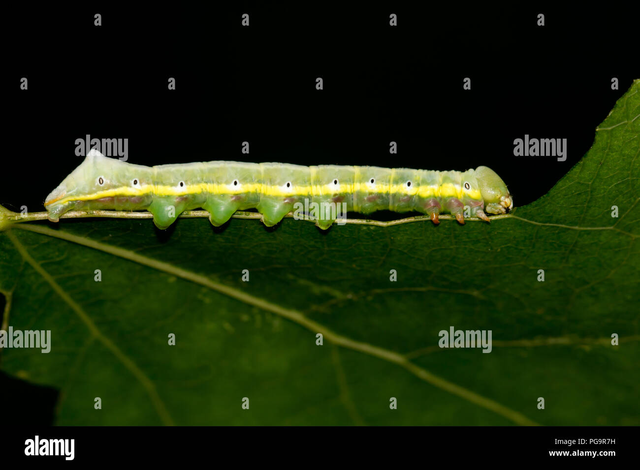 Swallow prominent moth larvae Stock Photo - Alamy