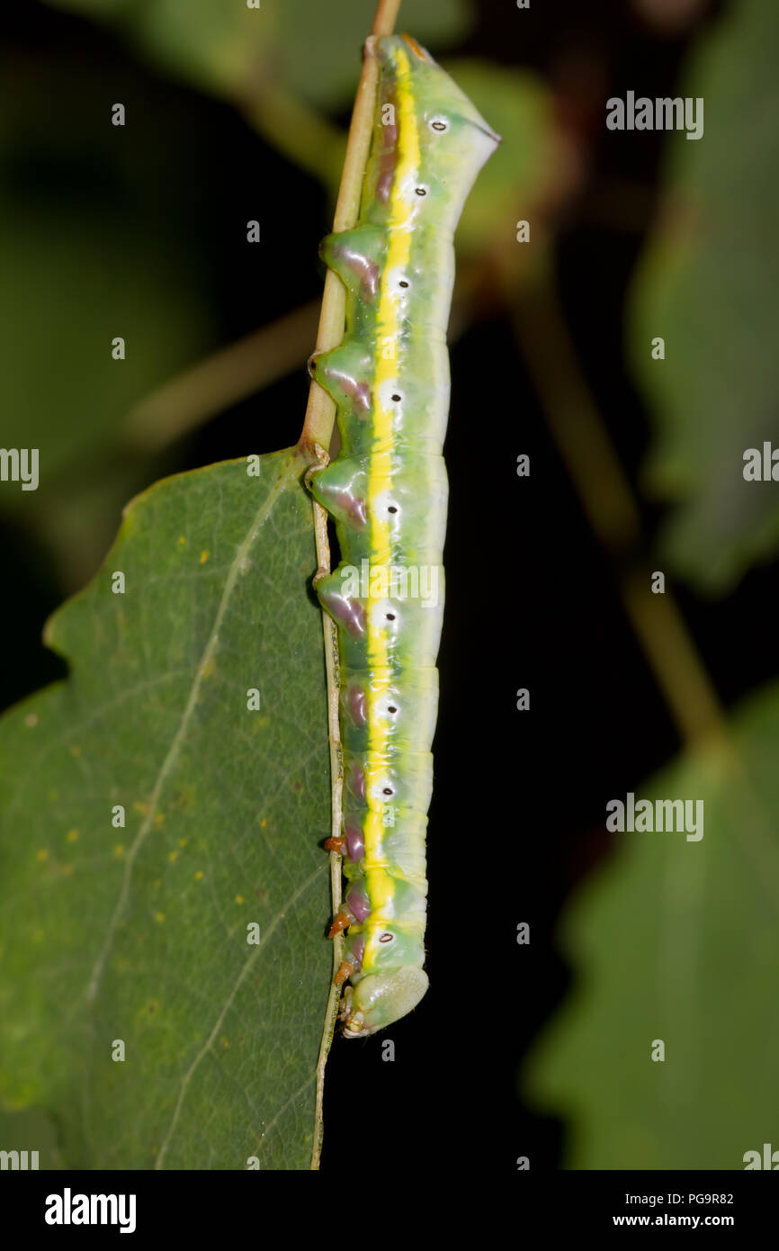 Swallow prominent pheosia tremula caterpillar hi-res stock photography ...