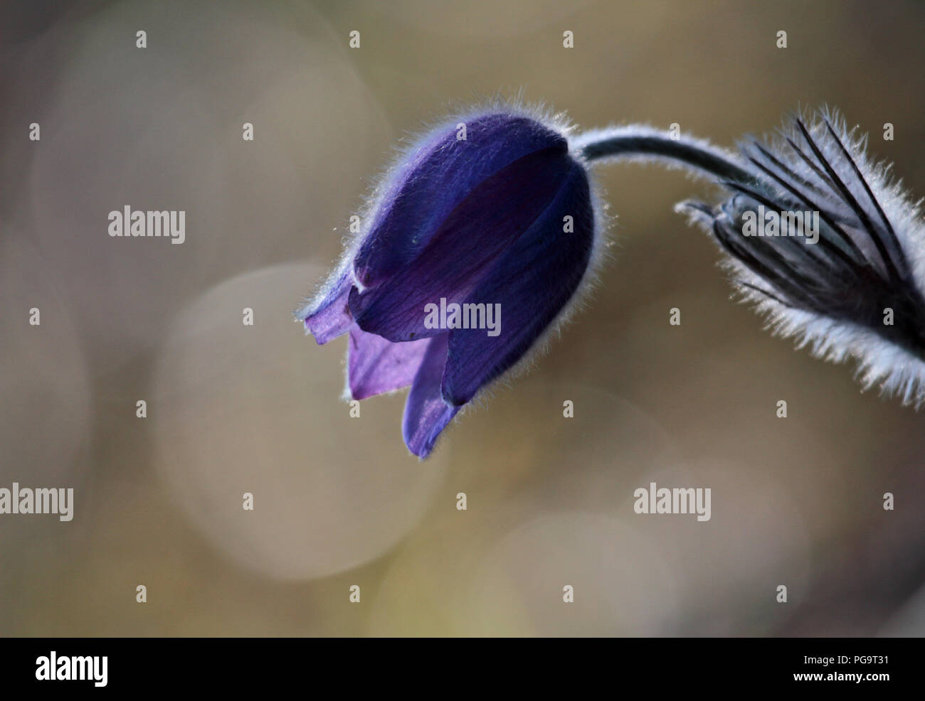 Protected flower hi-res stock photography and images - Alamy